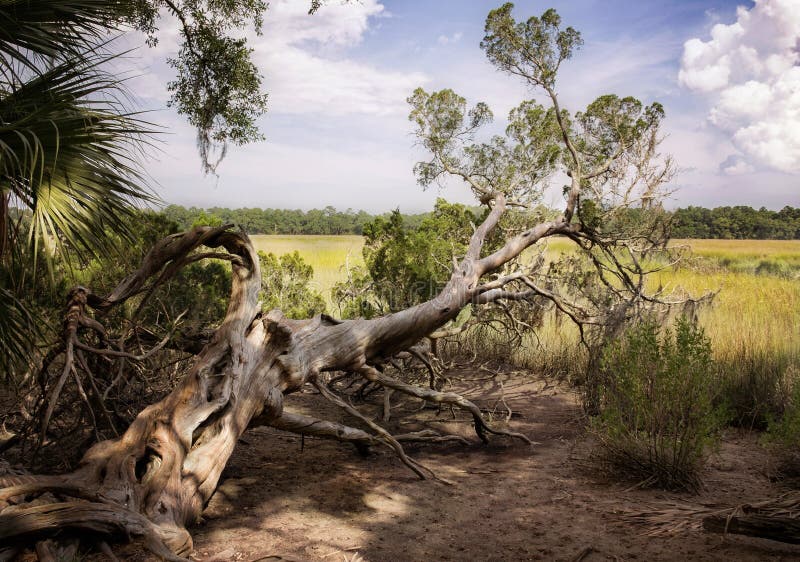 Gnarly Tree in the Swamplands Stock Photo - Image of fallon, illinois ...