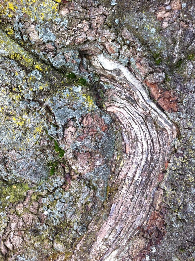 Gnarly tree texture stock photo. Image of moss, fall - 60474082