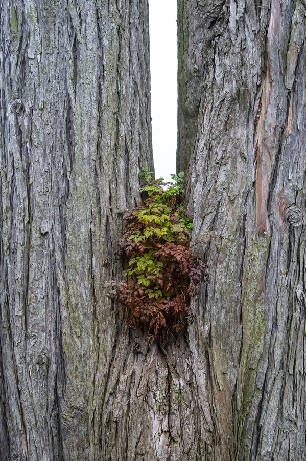 Rustic Wood V Shape Stock Photos - Free & Royalty-Free Stock Photos ...