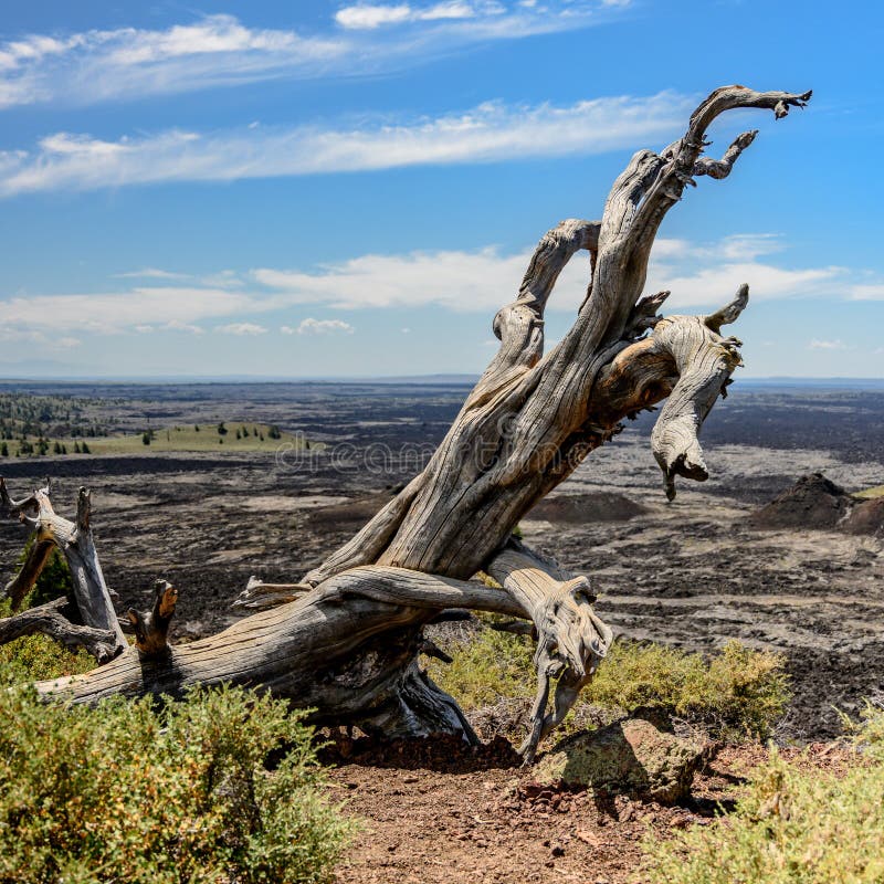 Gnarly Single Tree Stock Photos - Free & Royalty-Free Stock Photos from ...