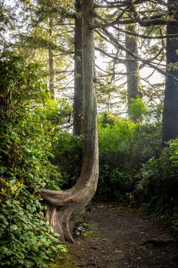 Gnarly Trees on the Botanical Bay Hiking Trail Stock Image - Image of ...