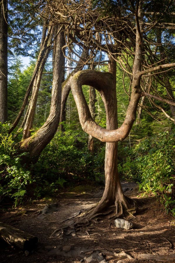 Gnarly Trees on the Botanical Bay Hiking Trail Stock Image - Image of ...