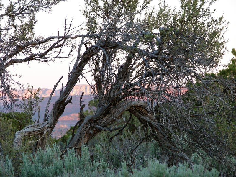 Gnarly Trees stock photo. Image of dusk, field, landscape - 91273582