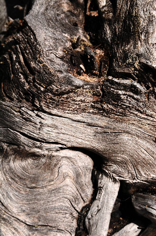 622 Gnarly Wood Texture Stock Photos - Free & Royalty-Free Stock Photos ...