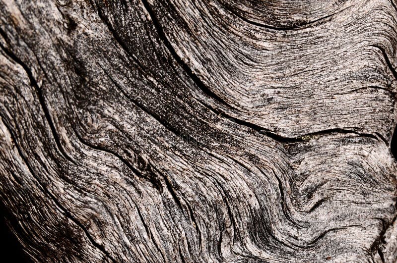 Gnarly Wood Texture . Vertical Shot Stock Photo - Image of timber ...