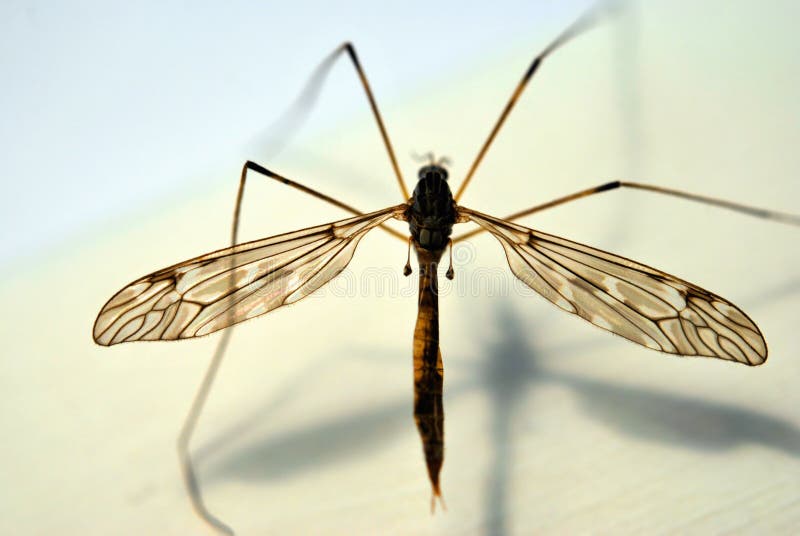 Gnat stock photo. Image of mosquito, flight, wing, bristle - 24885112