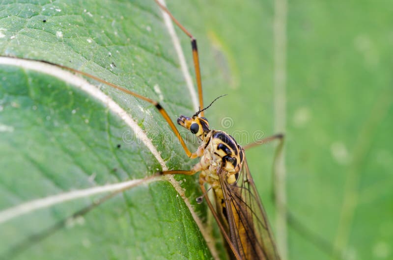 Gnat stock photo. Image of scurra, animal, wild, insect - 70209986