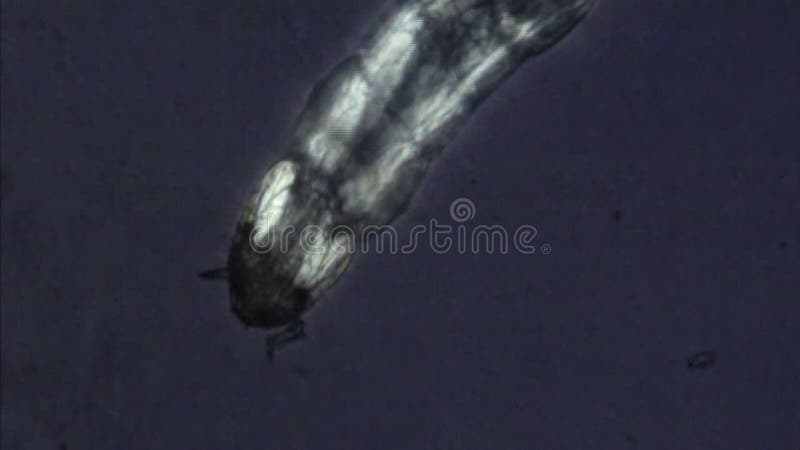 Gnat Larva Under the Microscope with Polarization. Stock Footage ...