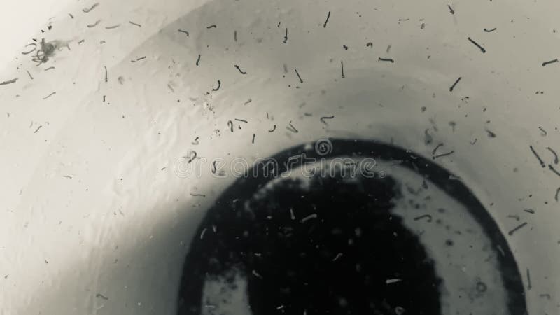 Gnats Mosquito Larvae in the Bucket Water Stock Video - Video of water ...