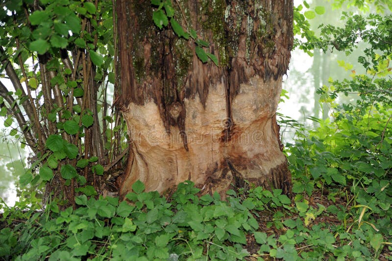 Beaver Gnaw Marks On A Tree Stock Image - Image of claw, bite: 2123031