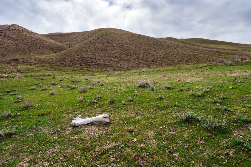 Gnawed Animal Bone on Green Grass Stock Image - Image of offering ...
