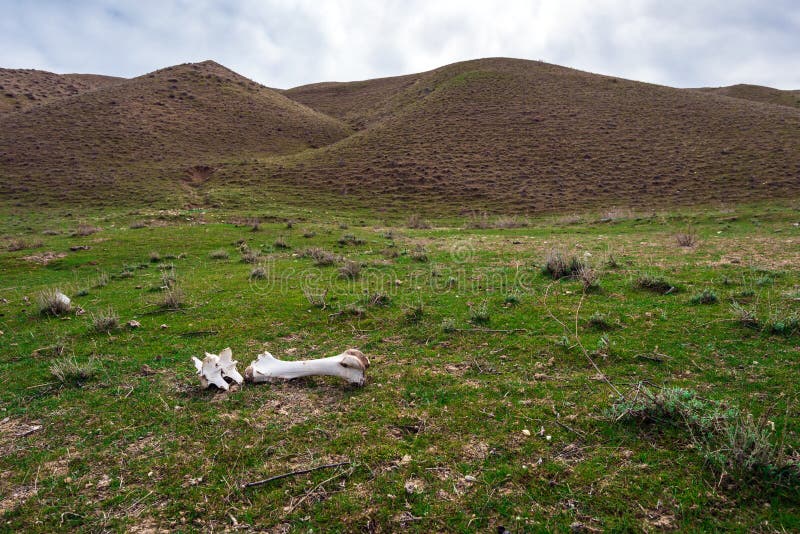 Gnawed Animal Bone on Green Grass Stock Photo - Image of desiccated ...