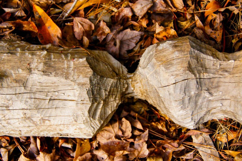 Gnawed stock image. Image of tree, chewed, woods, gnawed - 69038599