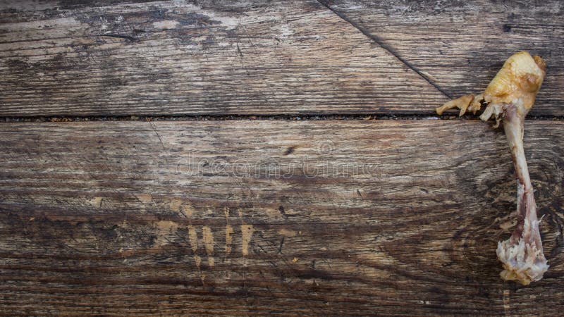 Gnawed Bone Lies on the Ground Stock Photo - Image of brown, closeup ...