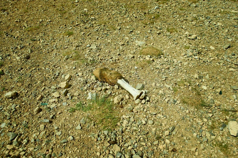 Gnawed Bone from a Veal Milanese Cutlet Close Up Stock Image - Image of ...
