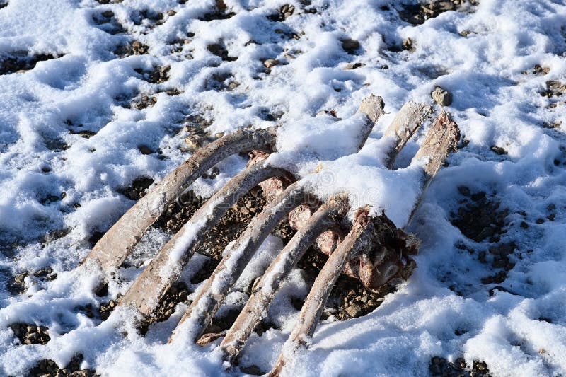 405,068 Domestic Animals Stock Photos - Free & Royalty-Free Stock ...