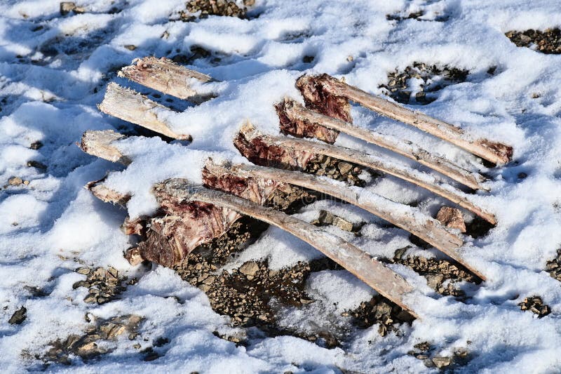 457,992 Domestic Animals Stock Photos - Free & Royalty-Free Stock ...