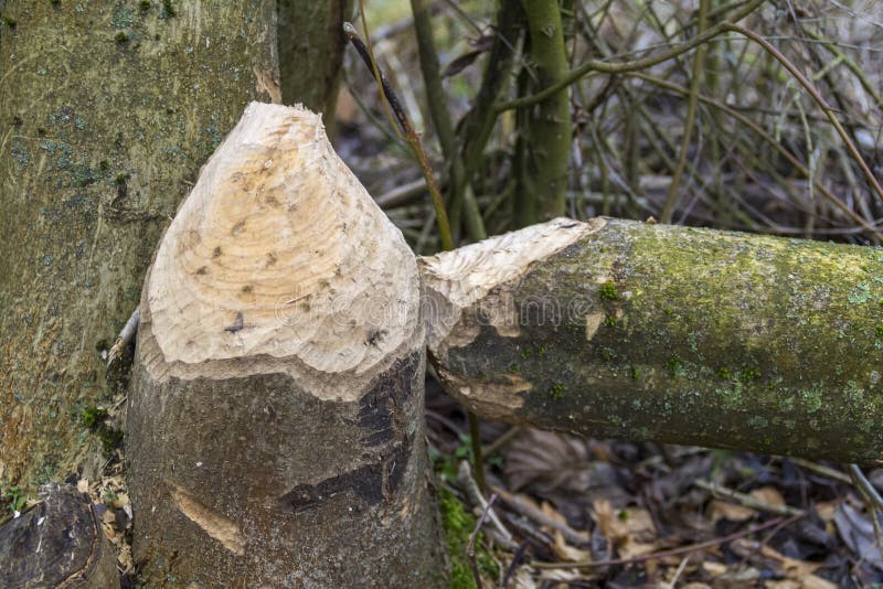 Gnawed off tree trunk stock image. Image of outdoor - 177261225
