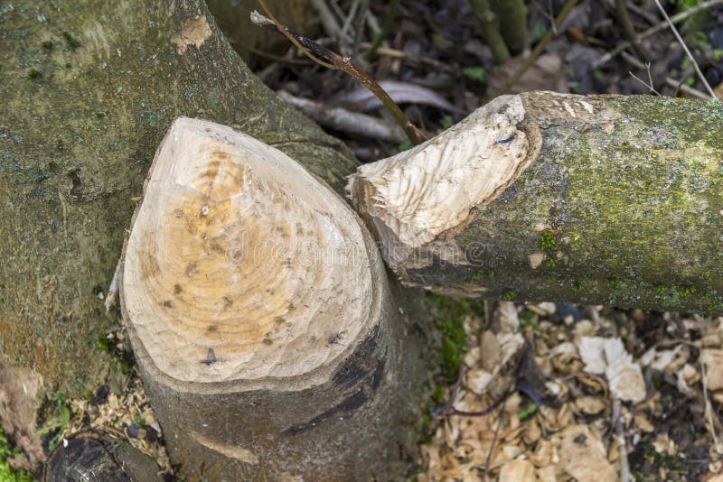 Gnawed off tree trunk stock image. Image of outdoor - 177261225