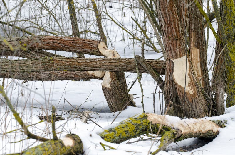 Gnawed off trees stock photo. Image of outdoor, river - 85200842