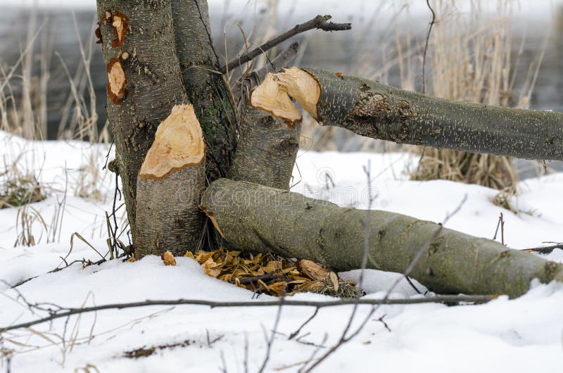 Gnawed off trees stock image. Image of fell, detail, chip - 85203527