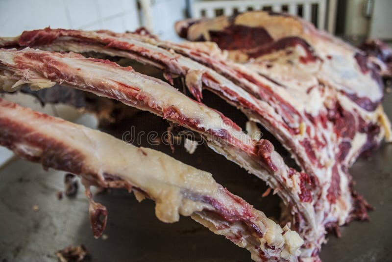 Gnawed To the Bones Carcass Stock Photo - Image of cuts, odious: 49966088