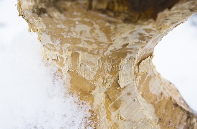 Gnawed tree. stock image. Image of wood, nature, fresh - 12279029