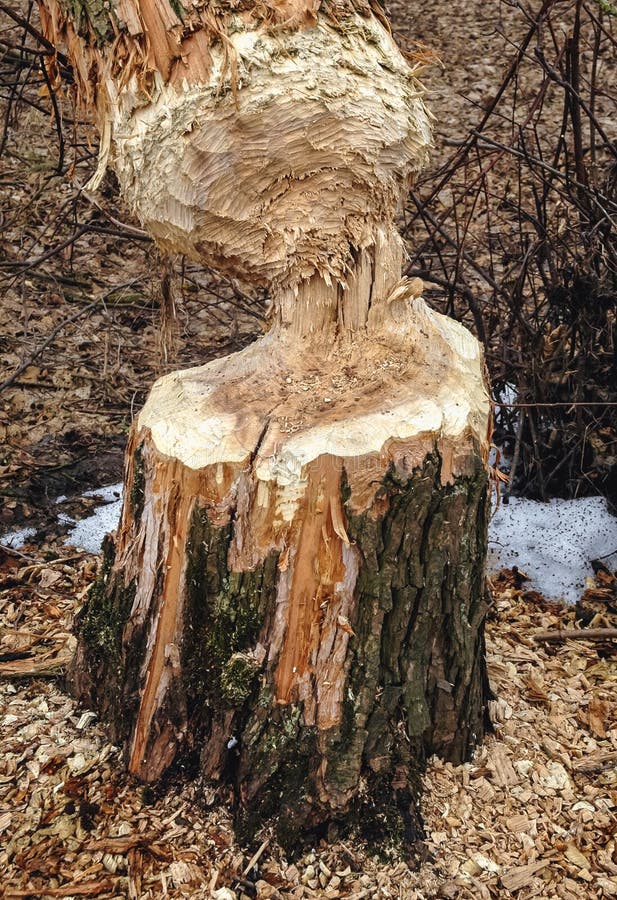 Gnawed tree trunk stock image. Image of beavers, bitten - 118276439