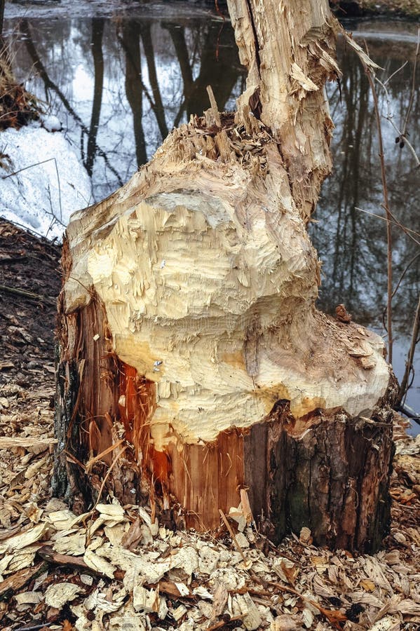 Gnawed tree trunk stock image. Image of nature, damage - 118277155