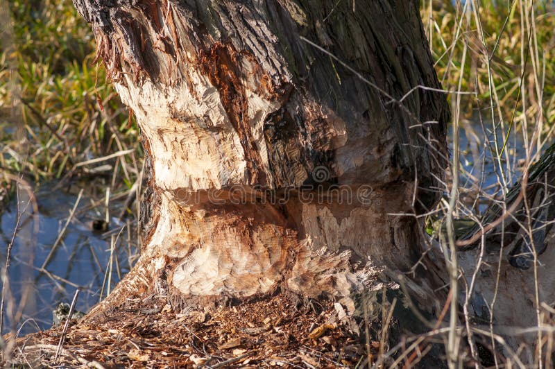 Gnawed Trees, Tree Cut by Eurasian Beaver, Beaver Damage Stock Photo ...