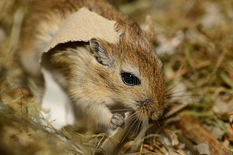 Gnawing Gerbil stock image. Image of breeding, sitting - 29078029