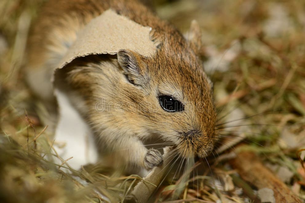 Gnawing Gerbil stock image. Image of breeding, sitting - 29078029