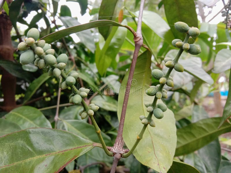 Gnetum Fruit or Melinjo Nuts are Still Green on the Tree Stock Photo ...
