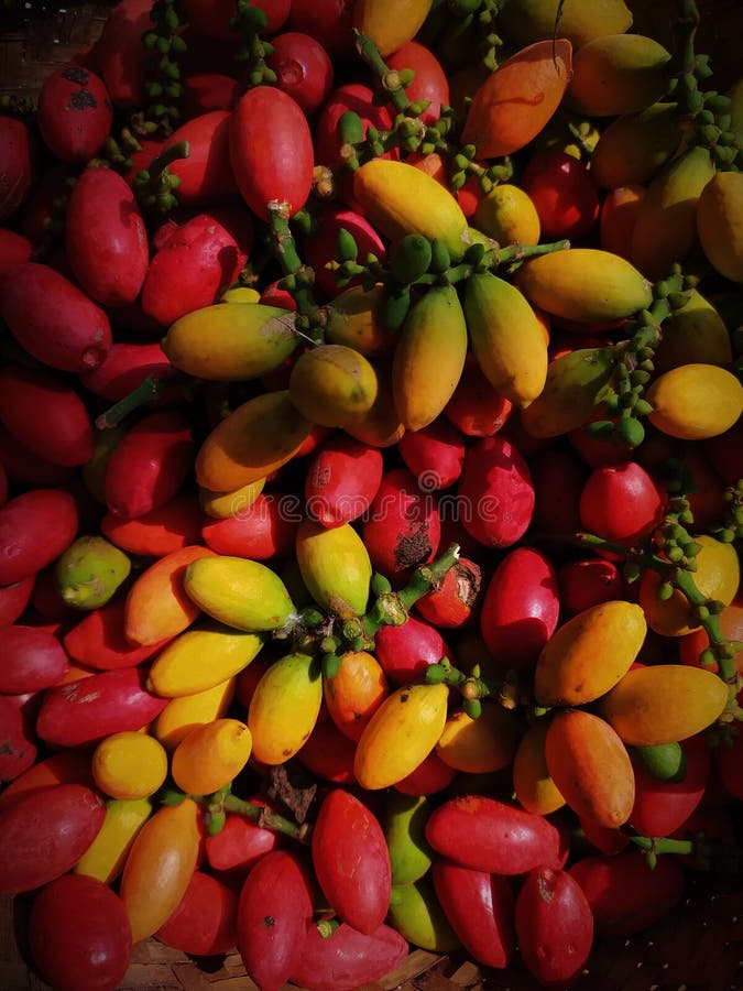 Gnetum Gnemon Fruits Stock Photos - Free & Royalty-Free Stock Photos ...