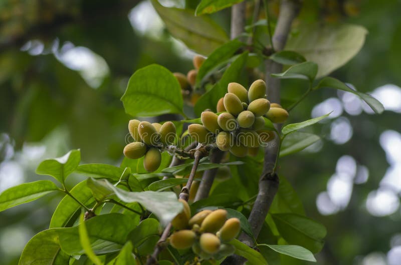 Gnetum Gnemon Seeds on Its Tree, Shallow Focus Stock Photo - Image of ...