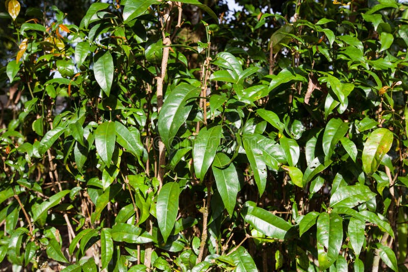 Gnetum Gnemon Tree, Melinjo Stock Image - Image of leaves, grow: 35194883