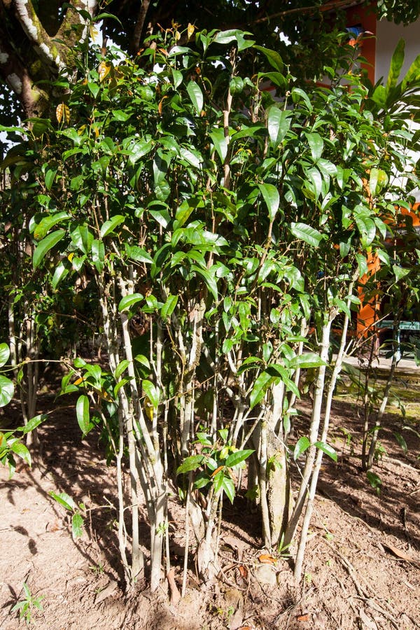 Gnetum Gnemon Tree, Melinjo Stock Image - Image of tropical, plantation ...