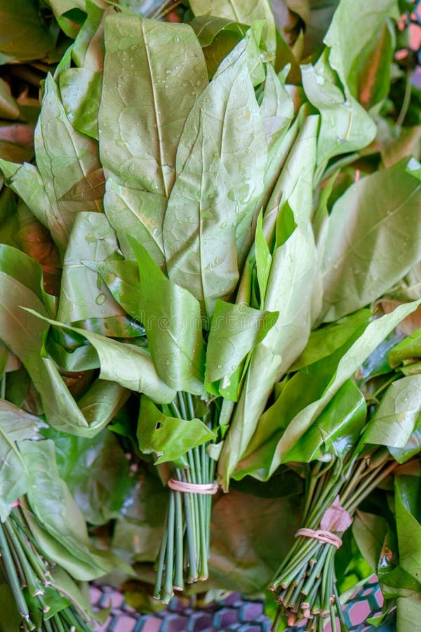 Gnetum gnemon vegetable stock photo. Image of fresh, natural - 52381922