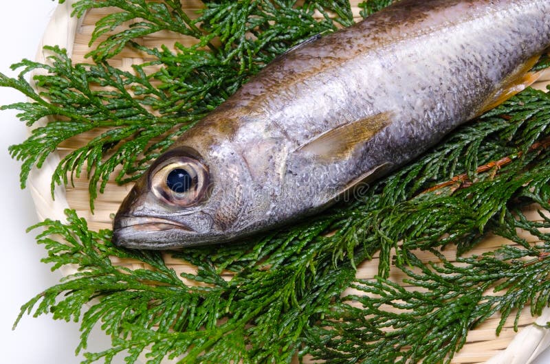 Gnomefish stock image. Image of animal, healthy, gnome - 24315009