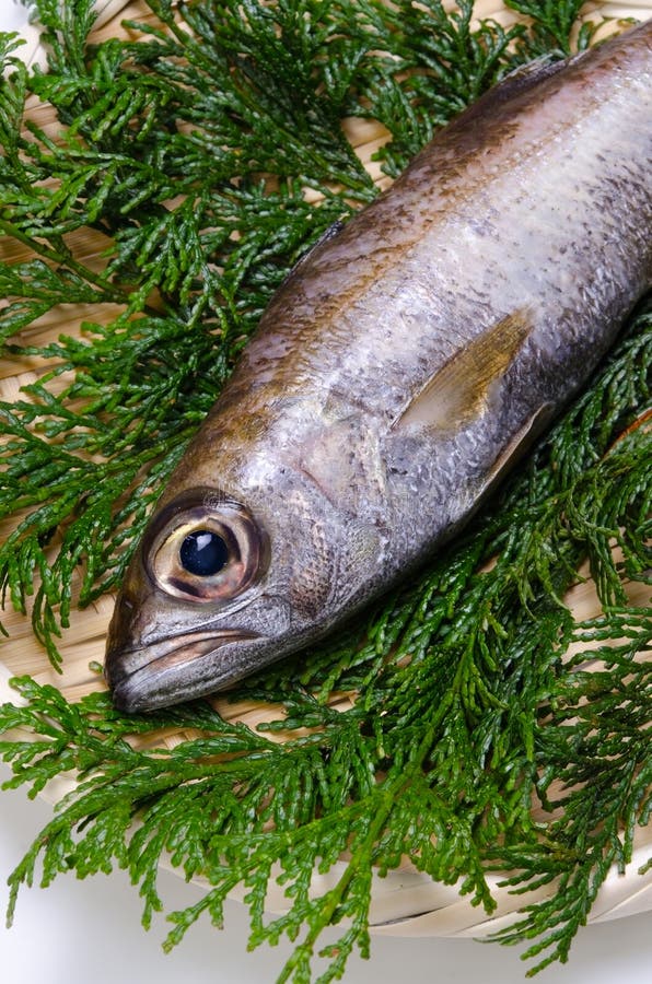 Gnomefish stock image. Image of restaurant, green, organic - 24315007