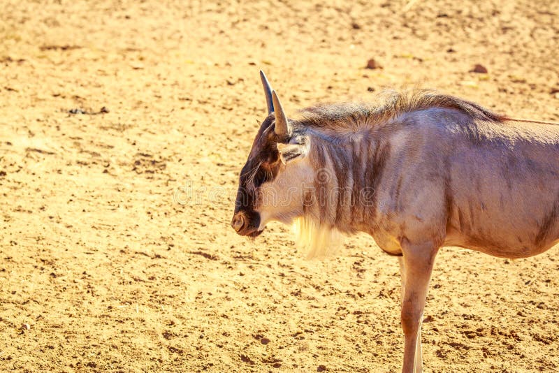 Gnou en parc image stock. Image du californie, antilope - 112445277