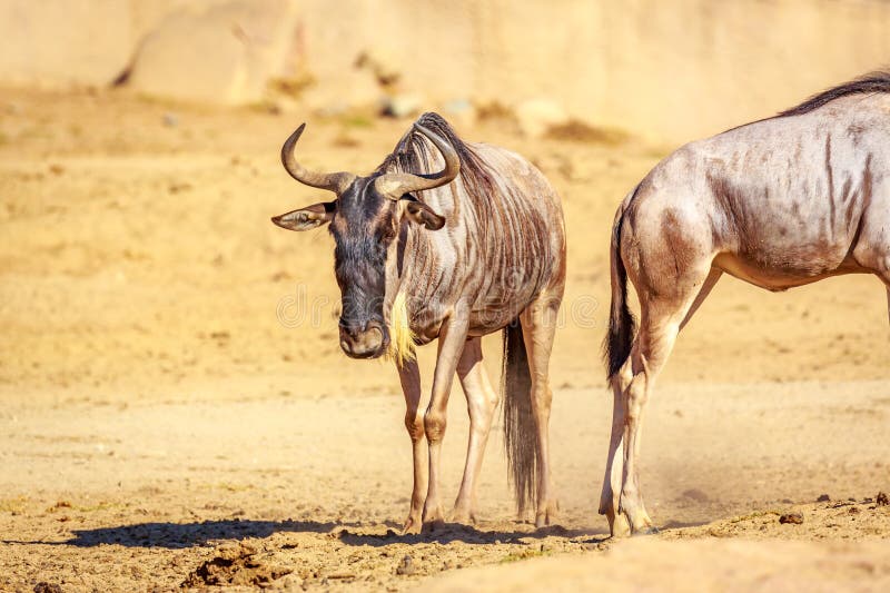 Gnou en parc image stock. Image du californie, antilope - 112445277