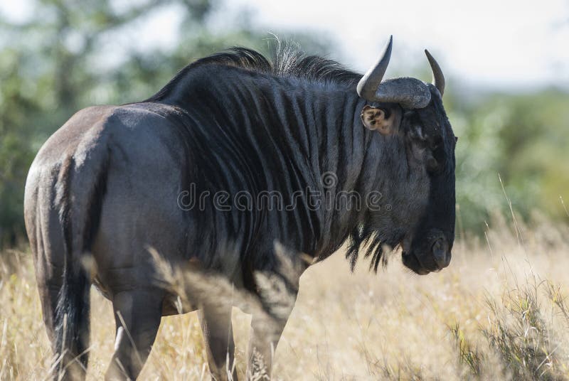 Gnou noir en Afrique photo stock. Image du wildebeest - 76021252