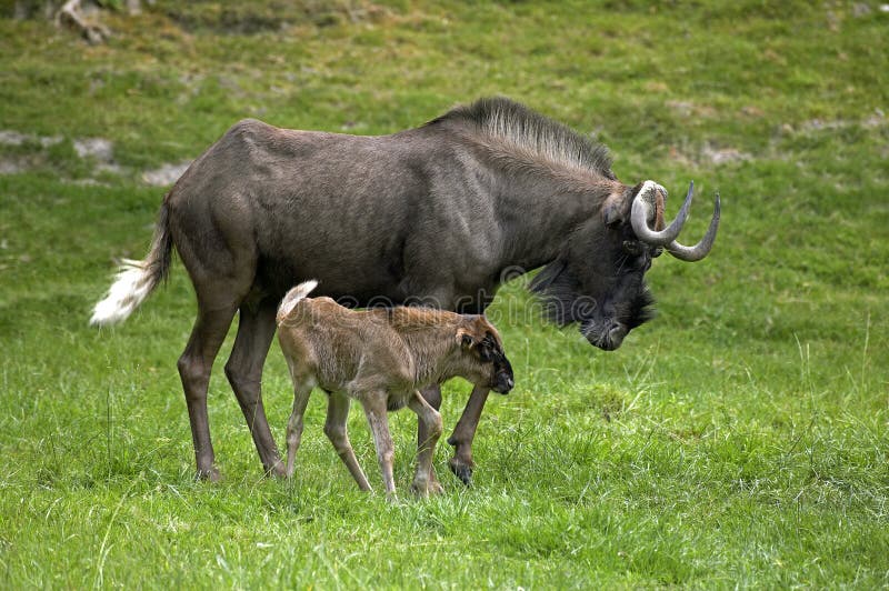 GNOU a QUEUE BLANCHE Connochaetes Gnou Stock Photo - Image of black ...