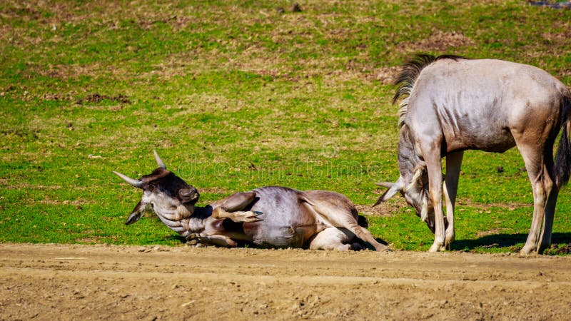 Gnou en parc image stock. Image du californie, antilope - 112445277