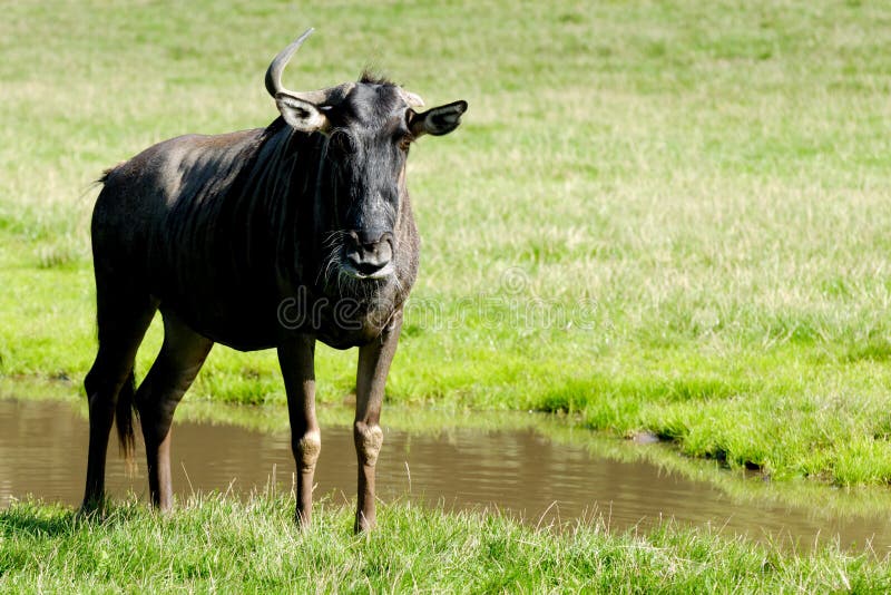 Gnu stock image. Image of safari, animal, green, wildlife - 16319621