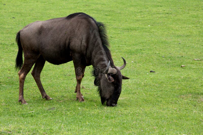 Gnu imagem de stock. Imagem de geleia, animal, tanzânia - 32116447