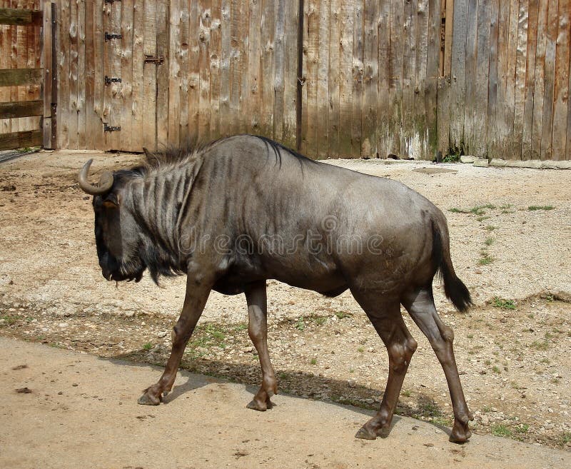 Gnu stock image. Image of wildbeest, head, brown, fauna - 4486807