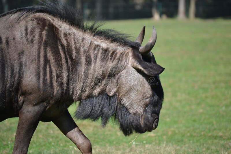 Gnu an African Cattle Breed with Horns and Grey Fur Stock Photo - Image ...