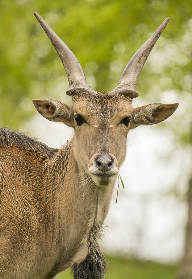 3,762 Gnu Antelope Photos - Free & Royalty-Free Stock Photos from ...